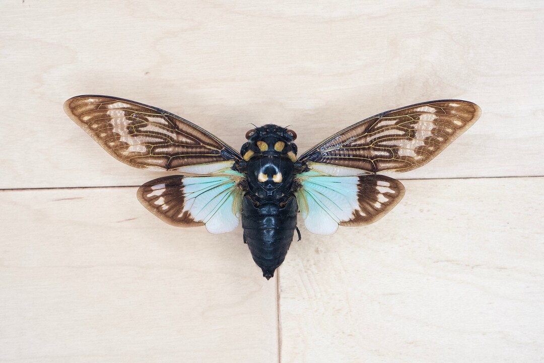 Real Splendid Cicada Tosena Splendida for Photography Insect Taxidermy ...