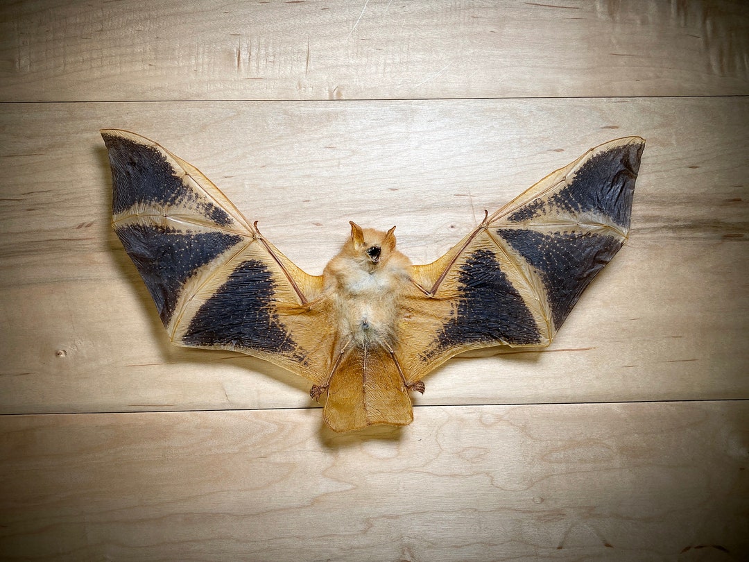 Real Mummified Painted Bat Kerivoula Picta Taxidermy Specimen - Etsy