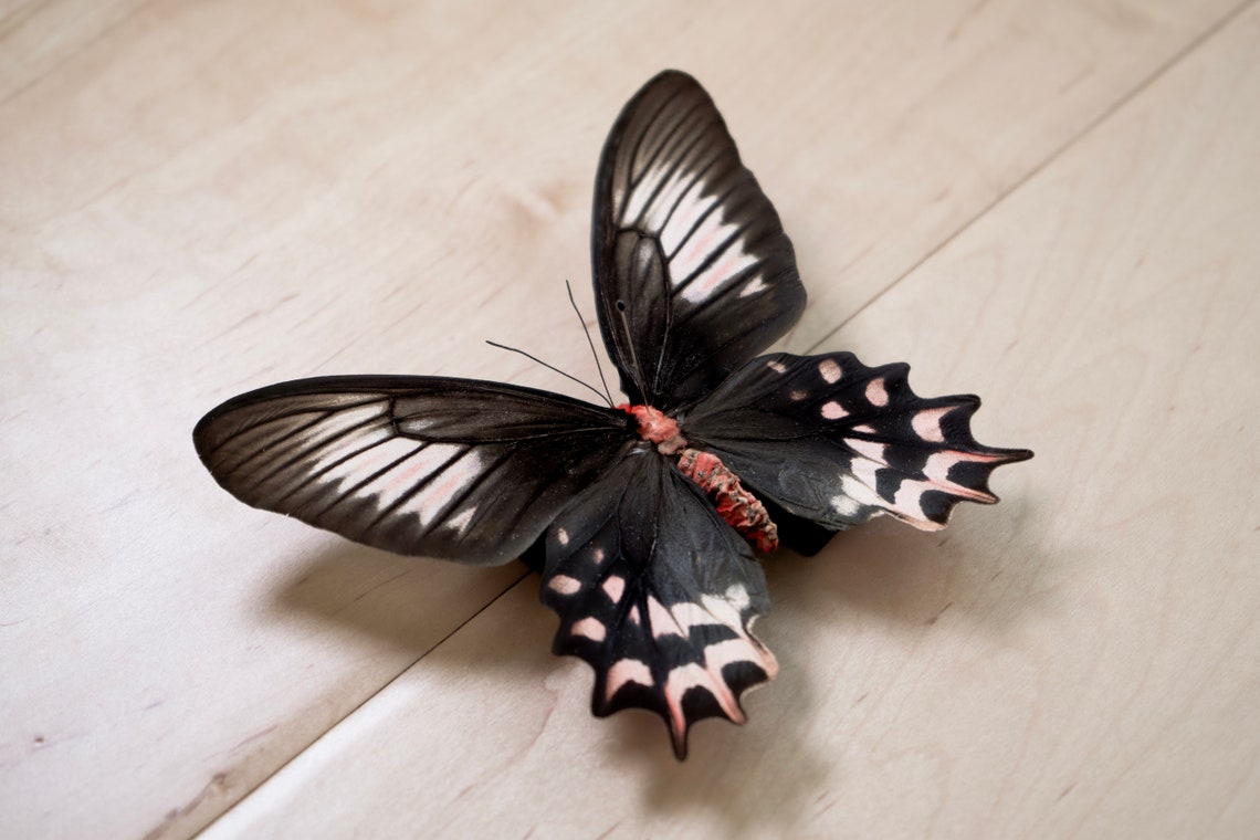Real Vampire Butterfly Atrophaneura Semperi for Collection - Etsy