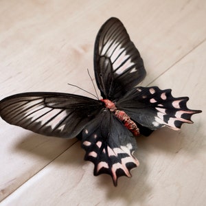 Real Vampire Butterfly Atrophaneura Semperi for Collection Insect ...