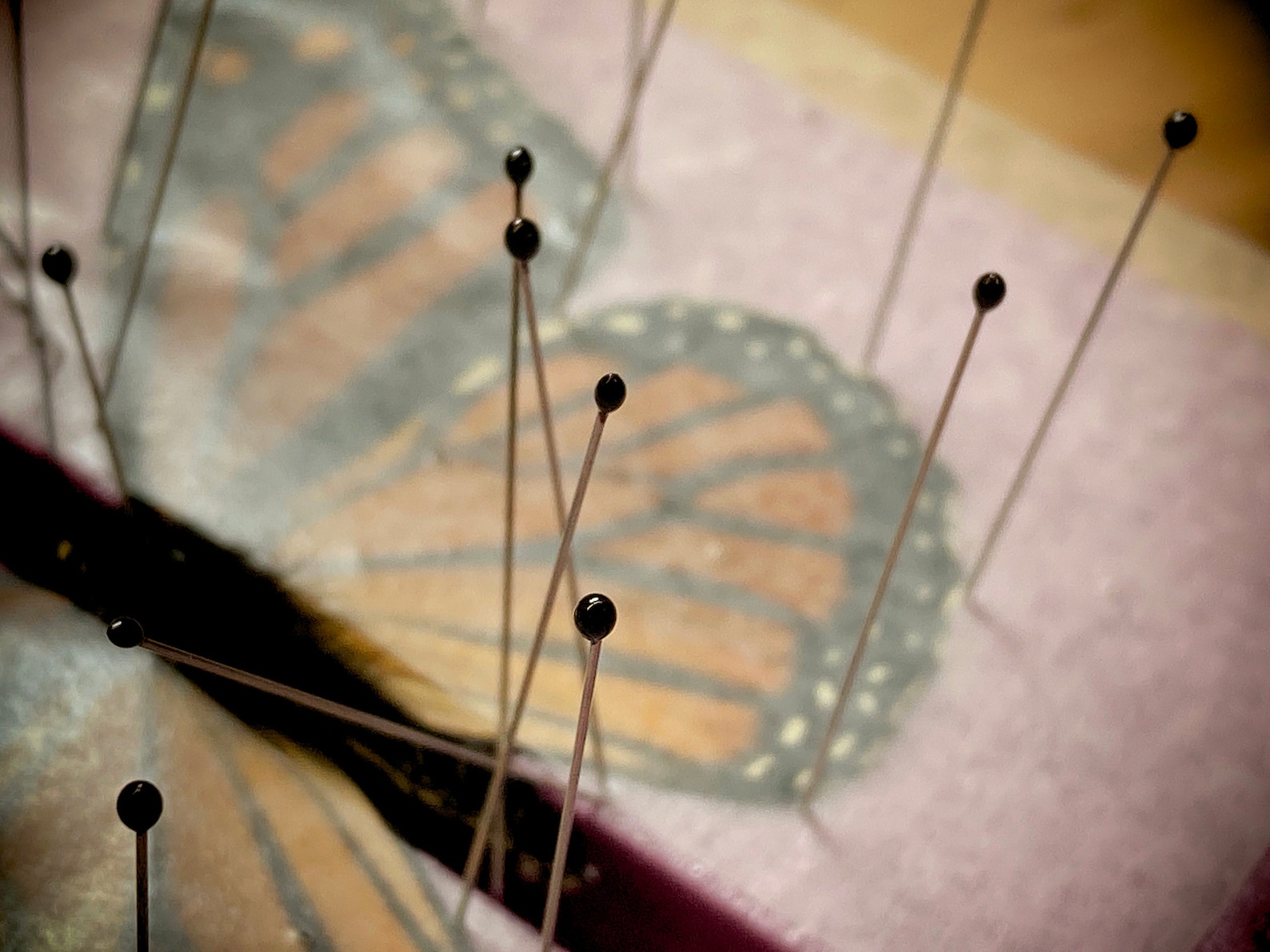 Insect Specimen Pins for Bug Pinning Entomology Study Insect - Etsy