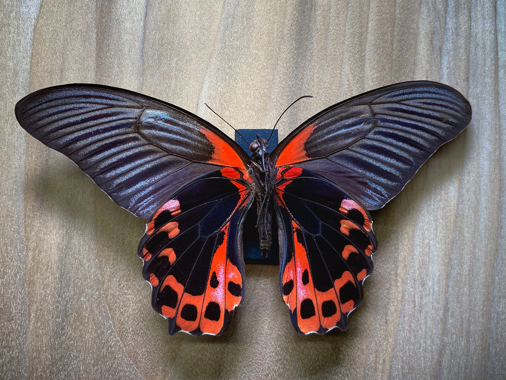 Red Swallowtail Butterfly