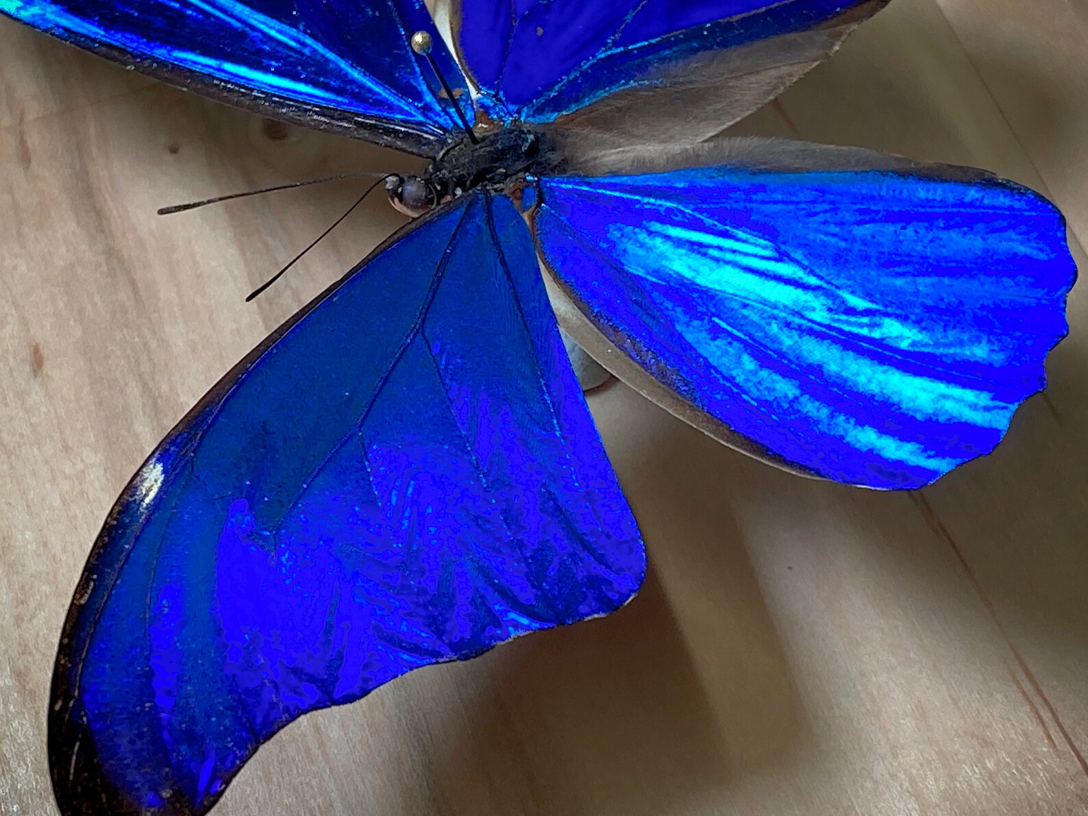 Morpho Rhetenor, Blue Atlas Butterfly, Bug Pinning, Insect Taxidermy ...