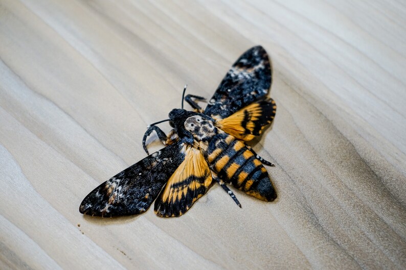 Death's Head Moth Acherontia Atropos Hawkmoth Real - Etsy