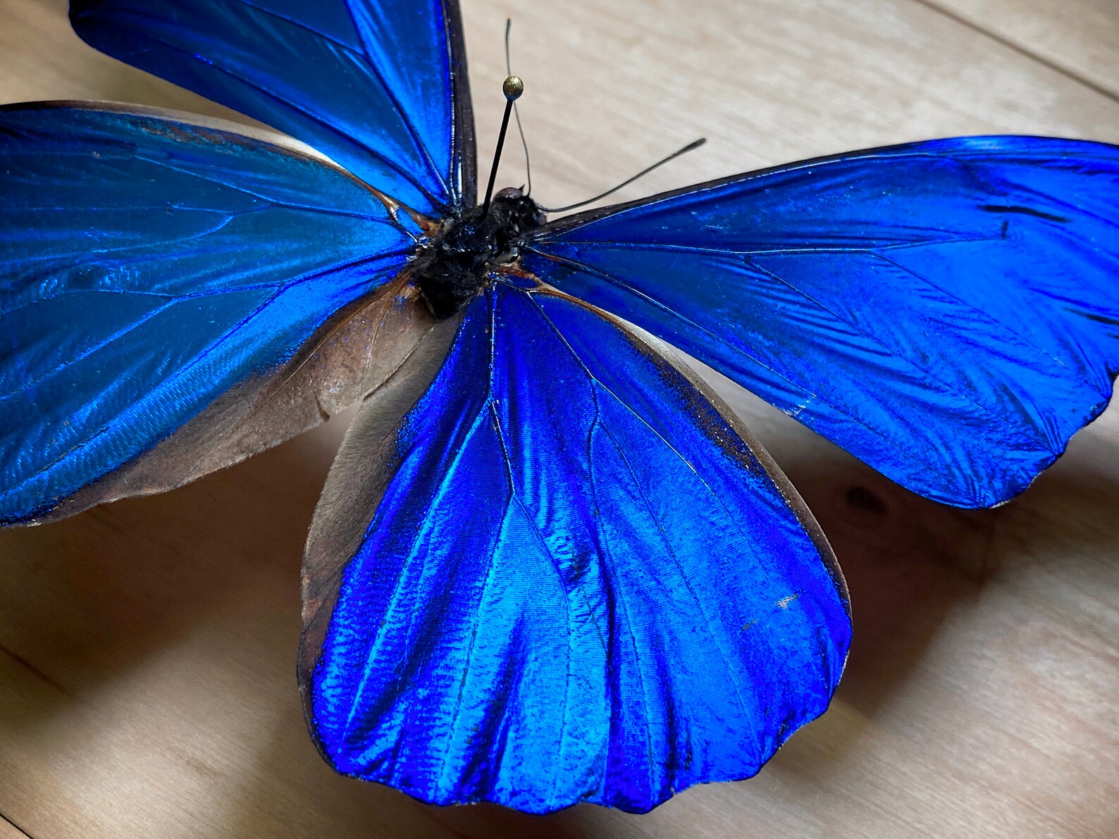Morpho Rhetenor, Blue Atlas Butterfly, Bug Pinning, Insect Taxidermy ...