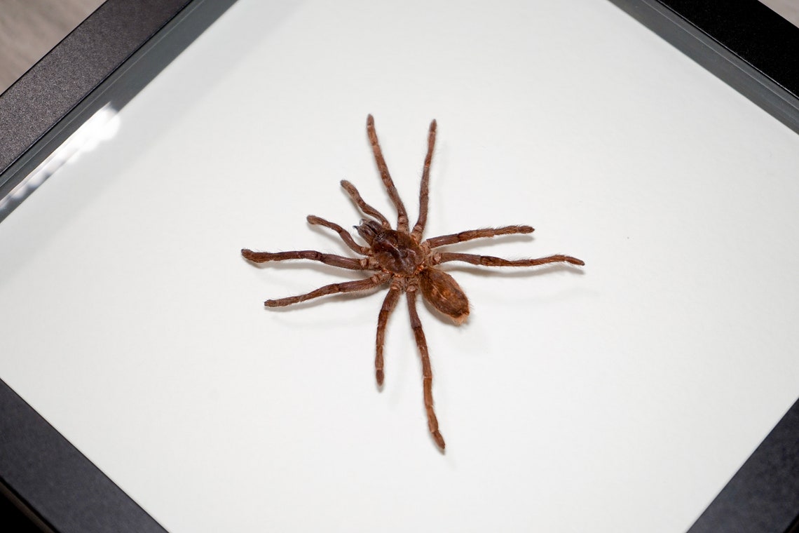 Real Framed Tarantula in Black Shadowbox Gothic Wall Art - Etsy