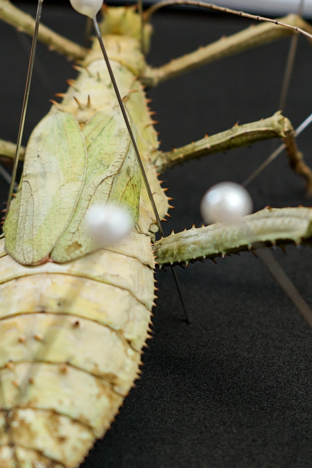 Stainless Steel Floral Corsage Pins 3 Inch Bug Pinning - Etsy