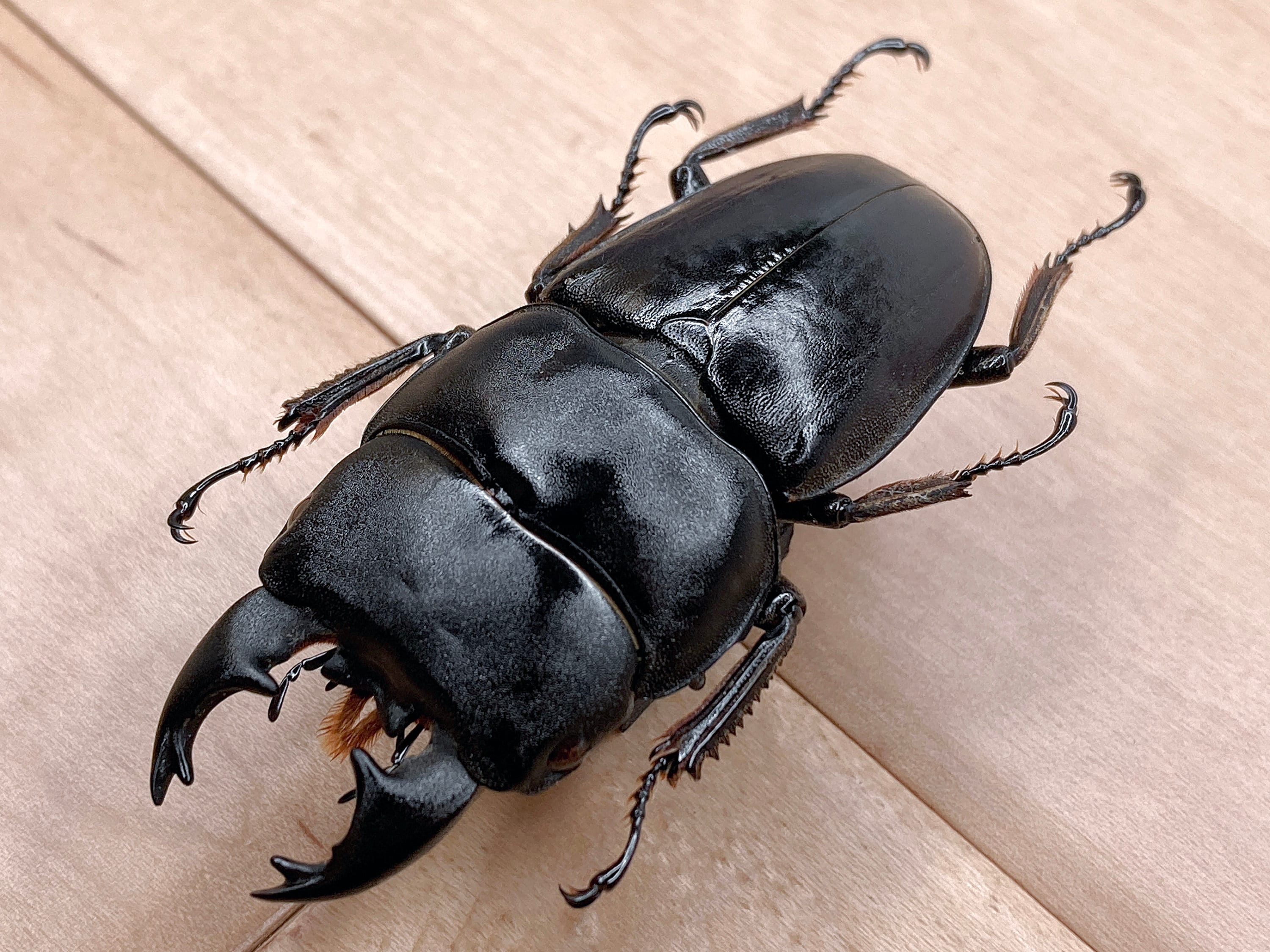 Large Black Stag Beetle Dorcus Bucephalus for Photography | Etsy
