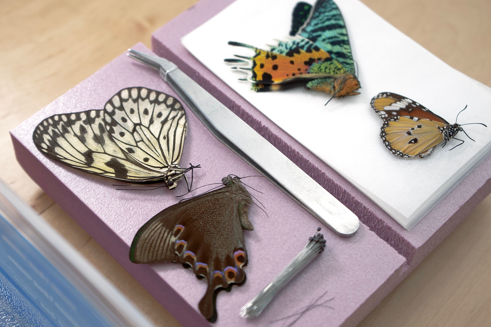 Butterfly Pinning Kit for Spreading and Mounting Butterflies - Etsy