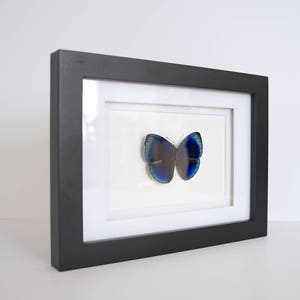 Real Blue Glory Butterfly Framed Asterope Optima Black Natural History ...