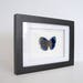 Real Blue Glory Butterfly Framed Asterope Optima Black Natural - Etsy