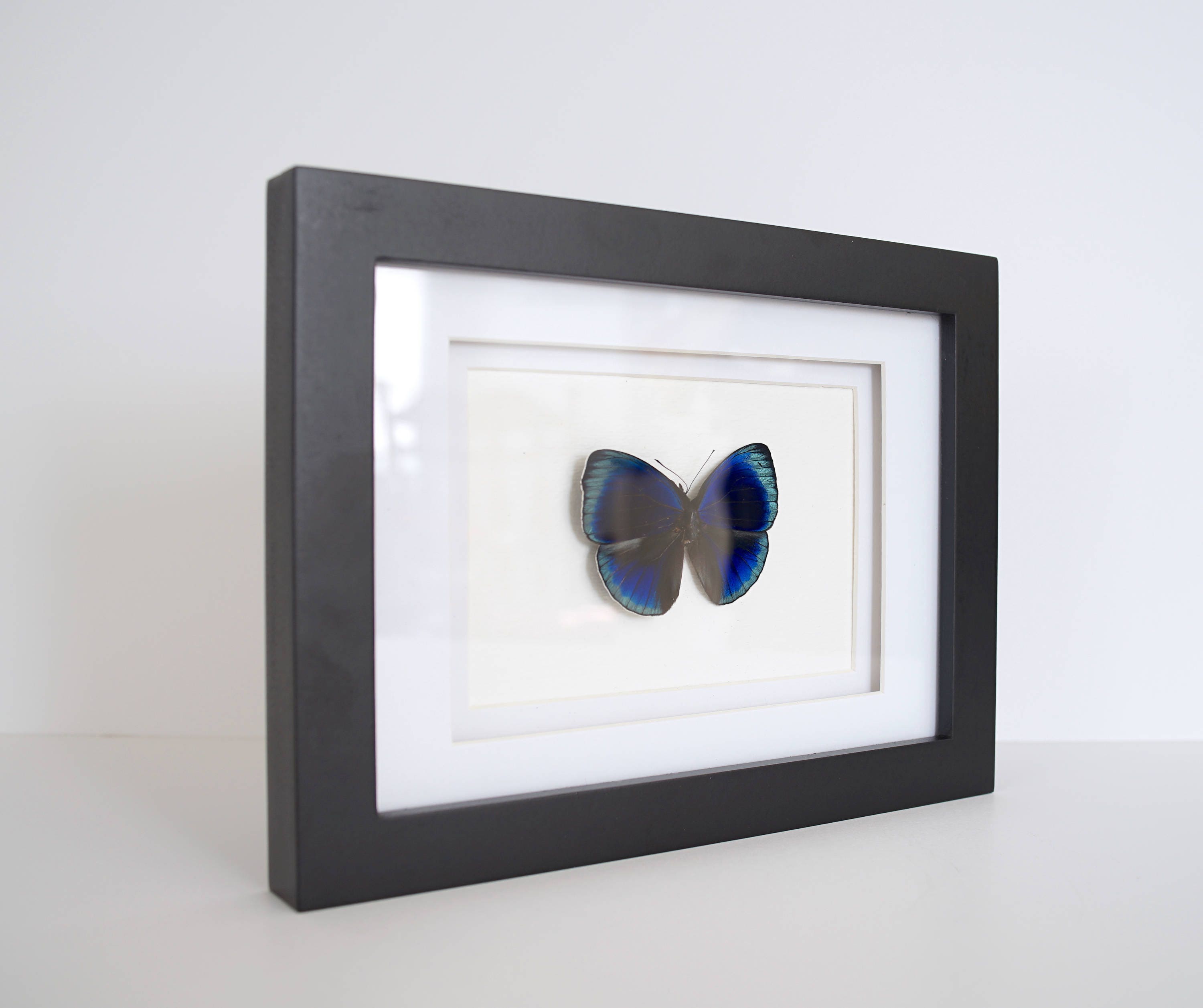 Real Blue Glory Butterfly Framed Asterope Optima Black Natural - Etsy