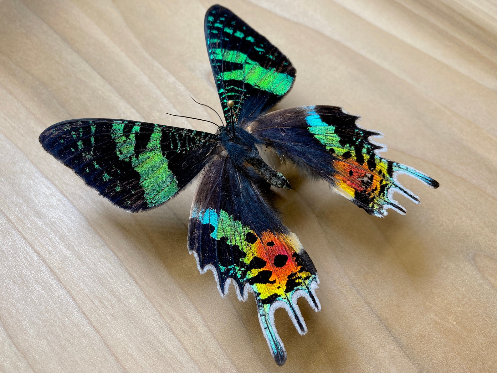 Madagascar Sunset Moth Chrysiridia rhipheus para Specimen | Etsy