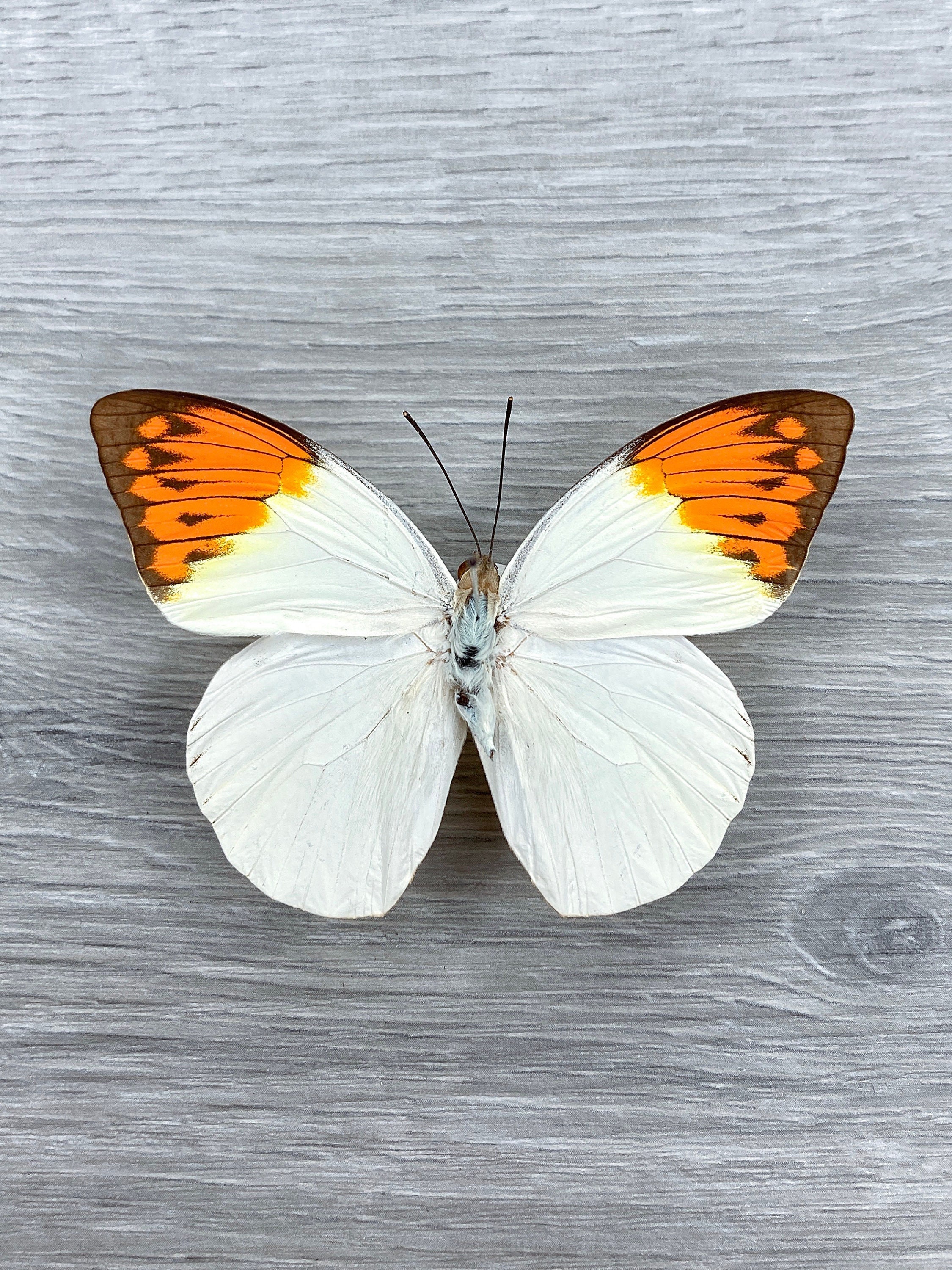 Orange Tip Butterfly