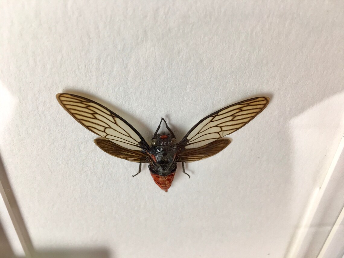 Real Fire Cicada Red Devil Natural Preserved Insect Framed | Etsy