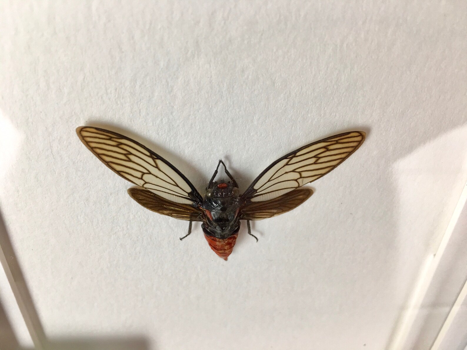 Real Fire Cicada Red Devil Natural Preserved Insect Framed | Etsy