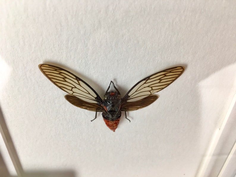 Real Fire Cicada Red Devil Natural Preserved Insect Framed | Etsy