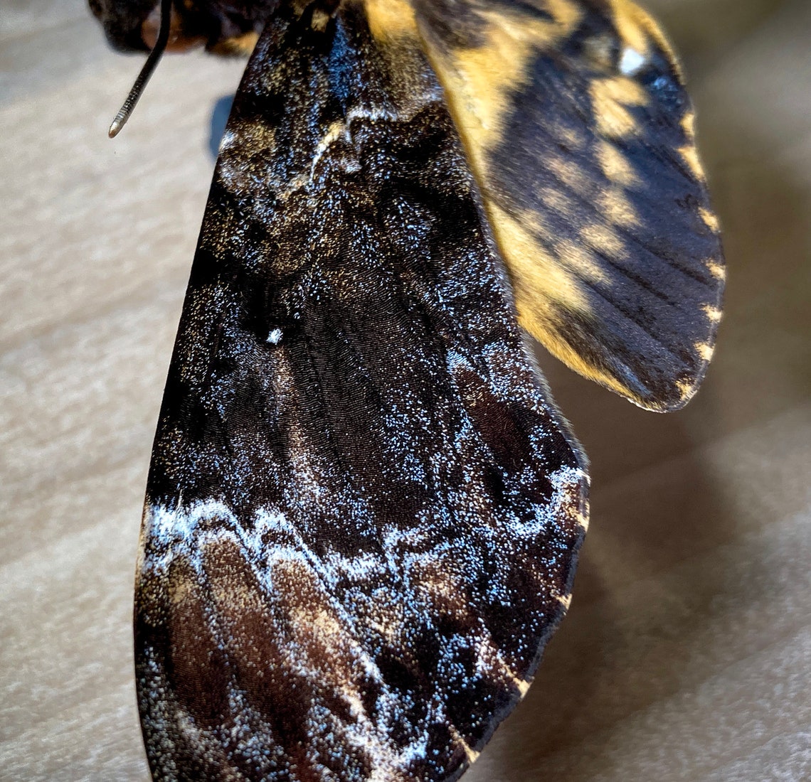Death's Head Moth Acherontia Lachesis Real Specimen for - Etsy