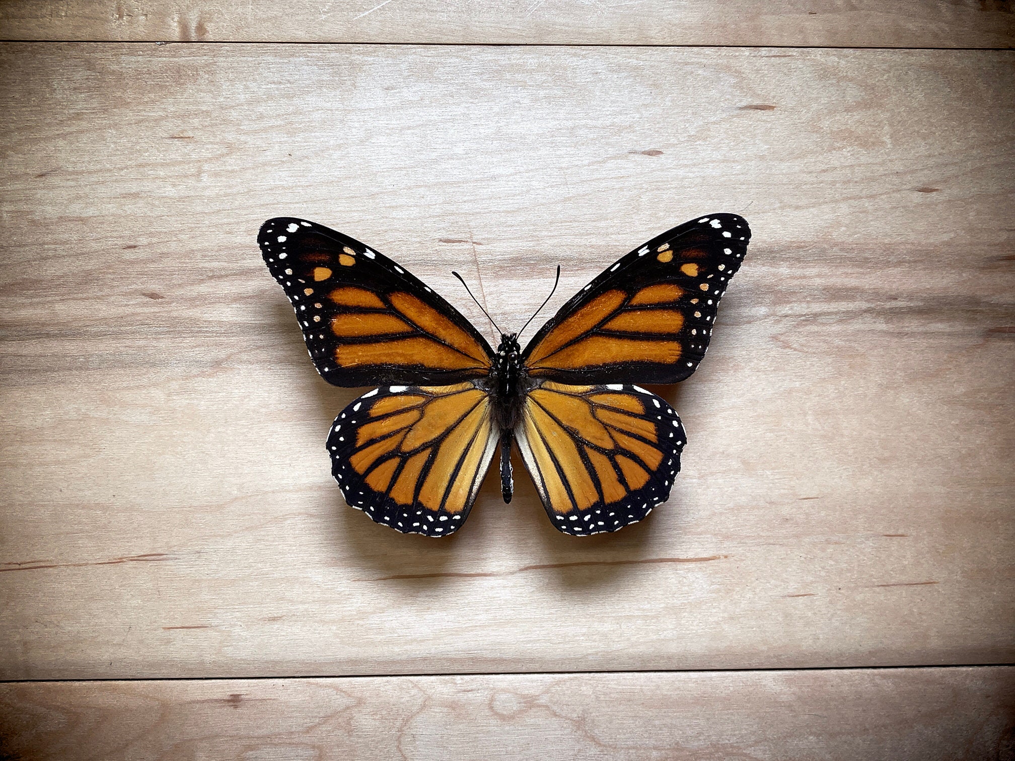 Monarch Butterfly Danaus Plexippus Beginner Butterfly Pinning | Etsy