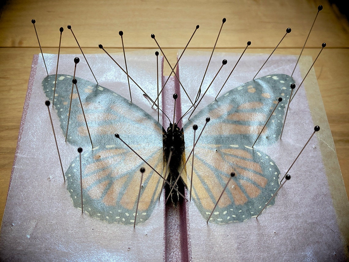 Insect Specimen Pins for Bug Pinning Entomology Study Insect | Etsy