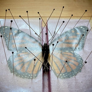 Insect Specimen Pins for Bug Pinning, Entomology Study, Insect ...