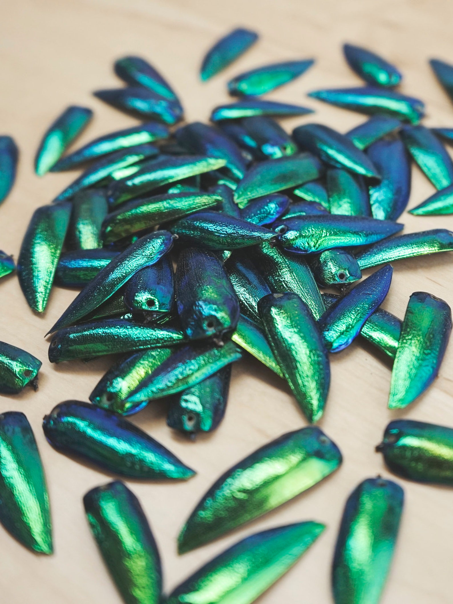 Real Jeweled Beetle Wings Elytra for Jewelry Embellishment Art - Etsy