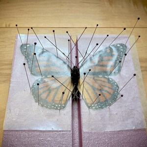 Insect Specimen Pins for Bug Pinning, Entomology Study, Insect ...