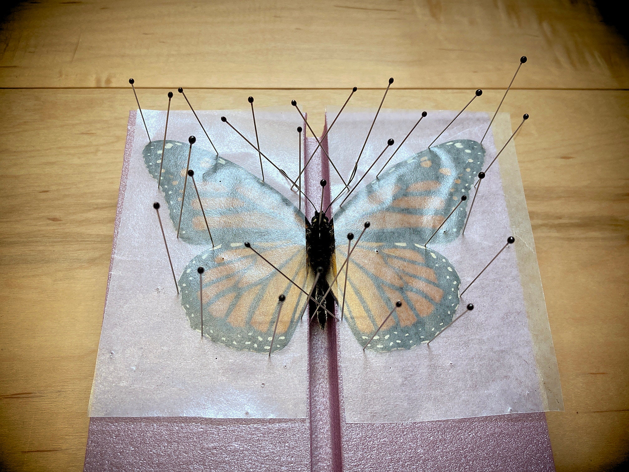 Insect Specimen Pins for Bug Pinning Entomology Study Insect - Etsy