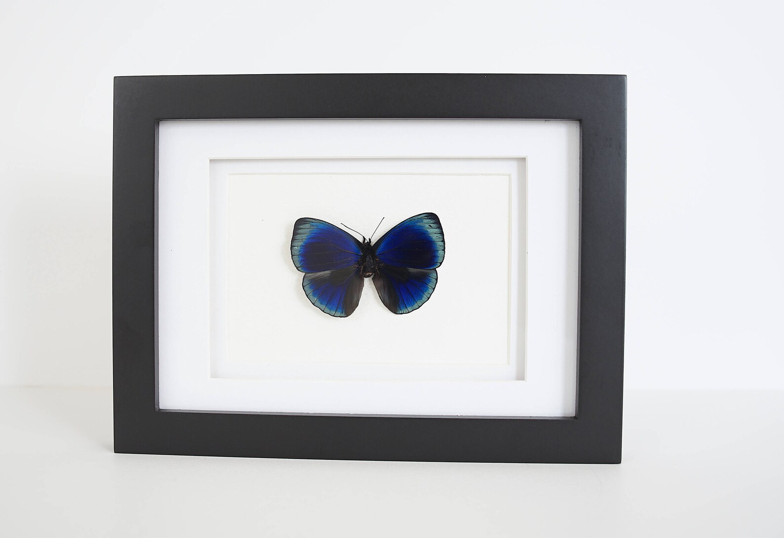Real Blue Glory Butterfly Framed Asterope Optima Black Natural - Etsy