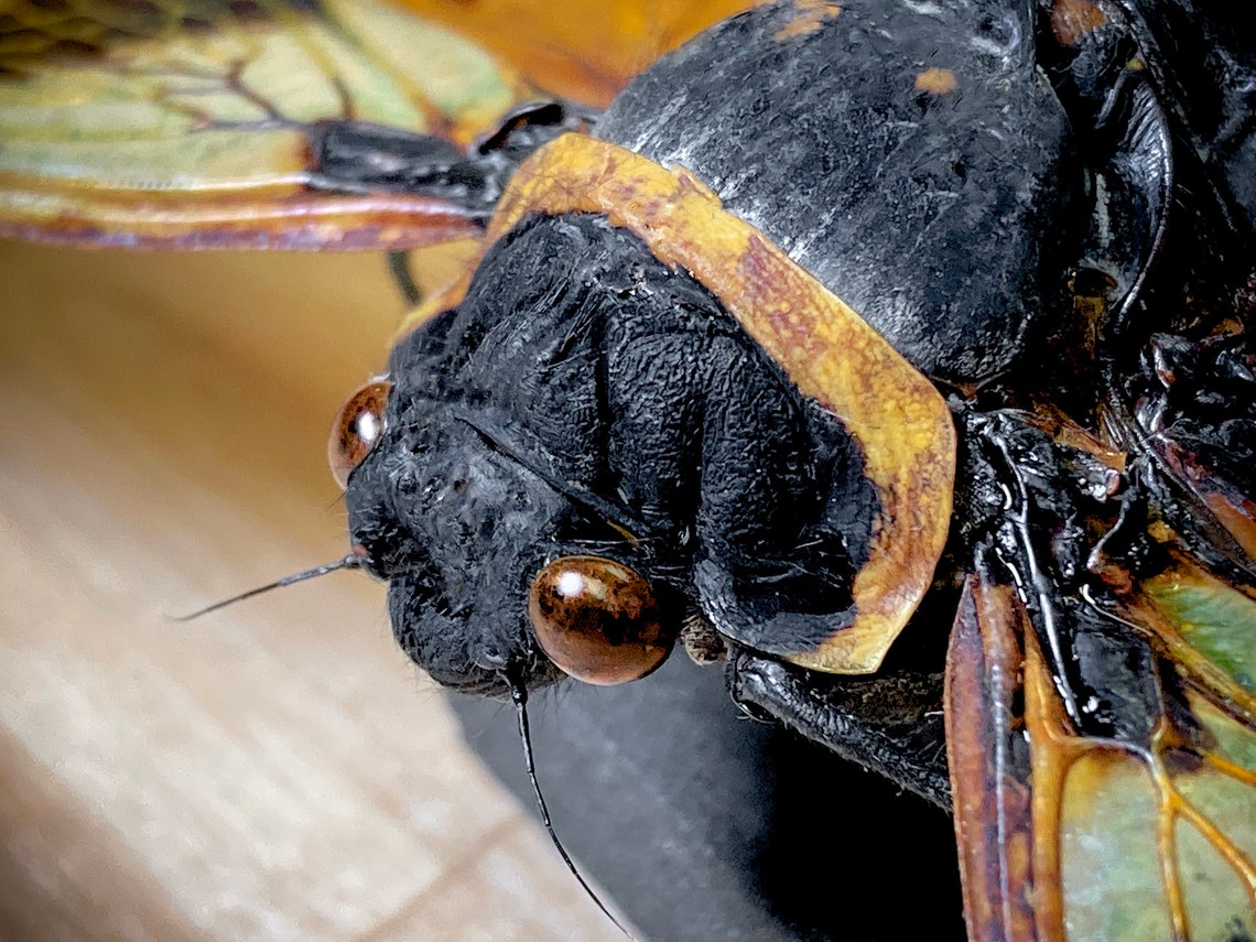 Large Halloween Black Orange Cicada Angamiana floridula for | Etsy