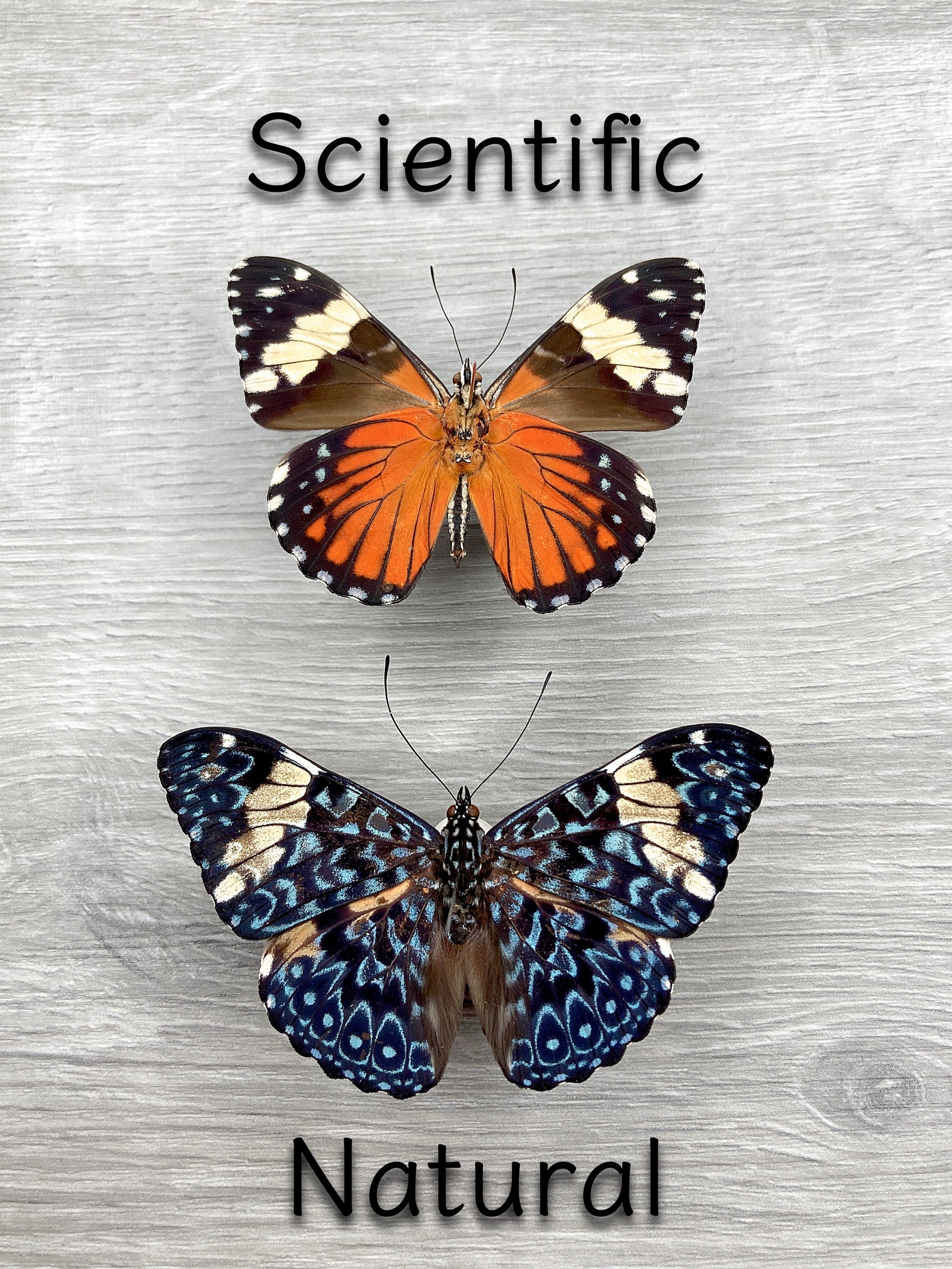 Real Framed Red Cracker Butterfly Hamadryas Amphinome Red Blue | Etsy