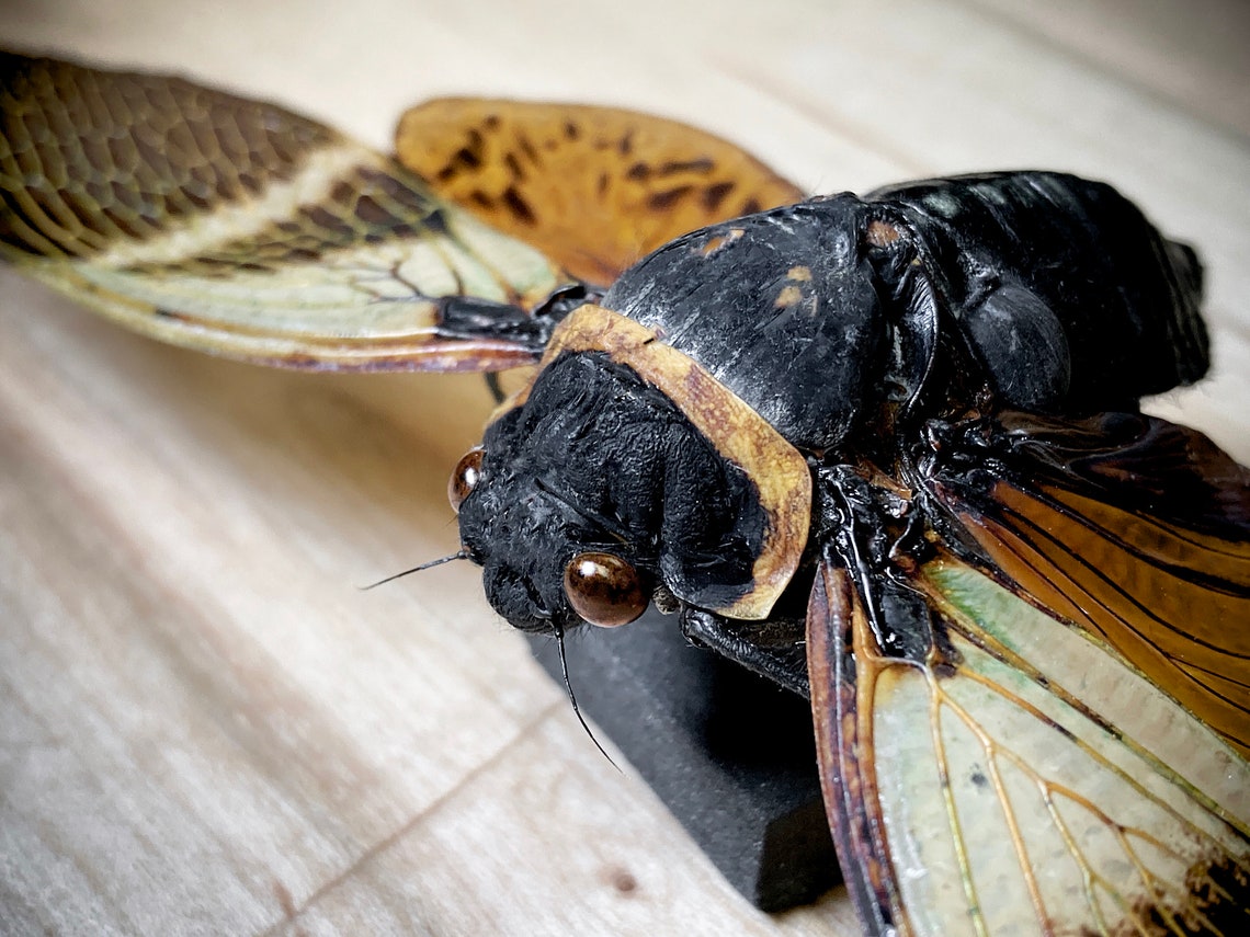 Large Halloween Black Orange Cicada Angamiana floridula for | Etsy