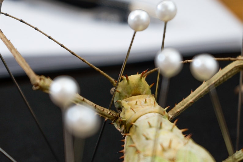 Wholesale Stainless Steel Floral Corsage Pins 3 Inch Bug | Etsy