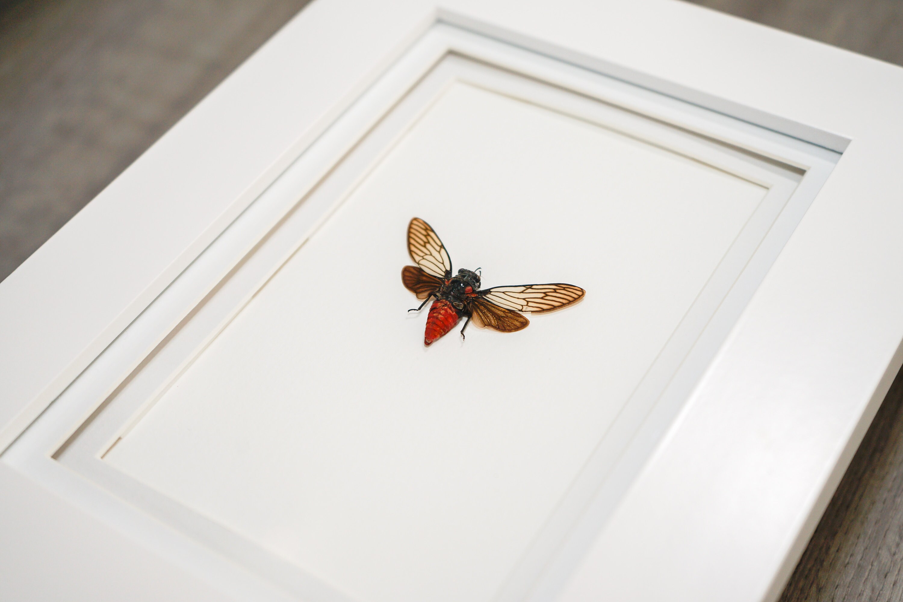 Real Fire Cicada Red Devil Natural Preserved Insect Framed | Etsy