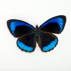 Real Blue Glory Butterfly Framed Asterope Optima Black Natural History ...
