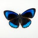 Real Blue Glory Butterfly Framed Asterope Optima Black Natural - Etsy