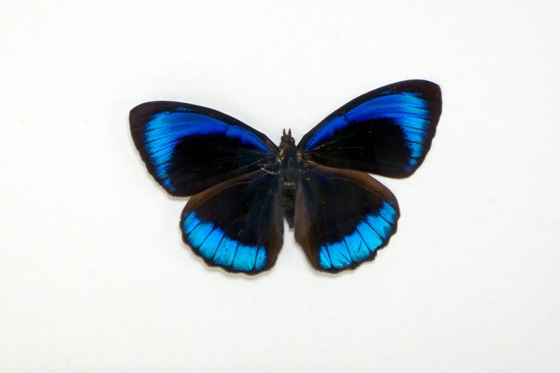 Real Blue Glory Butterfly Framed Asterope Optima Black Natural - Etsy