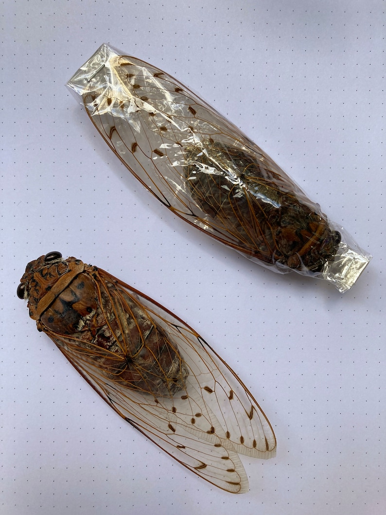 GIANT Empress Cicada Megapomponia Imperatoria for Entomology - Etsy