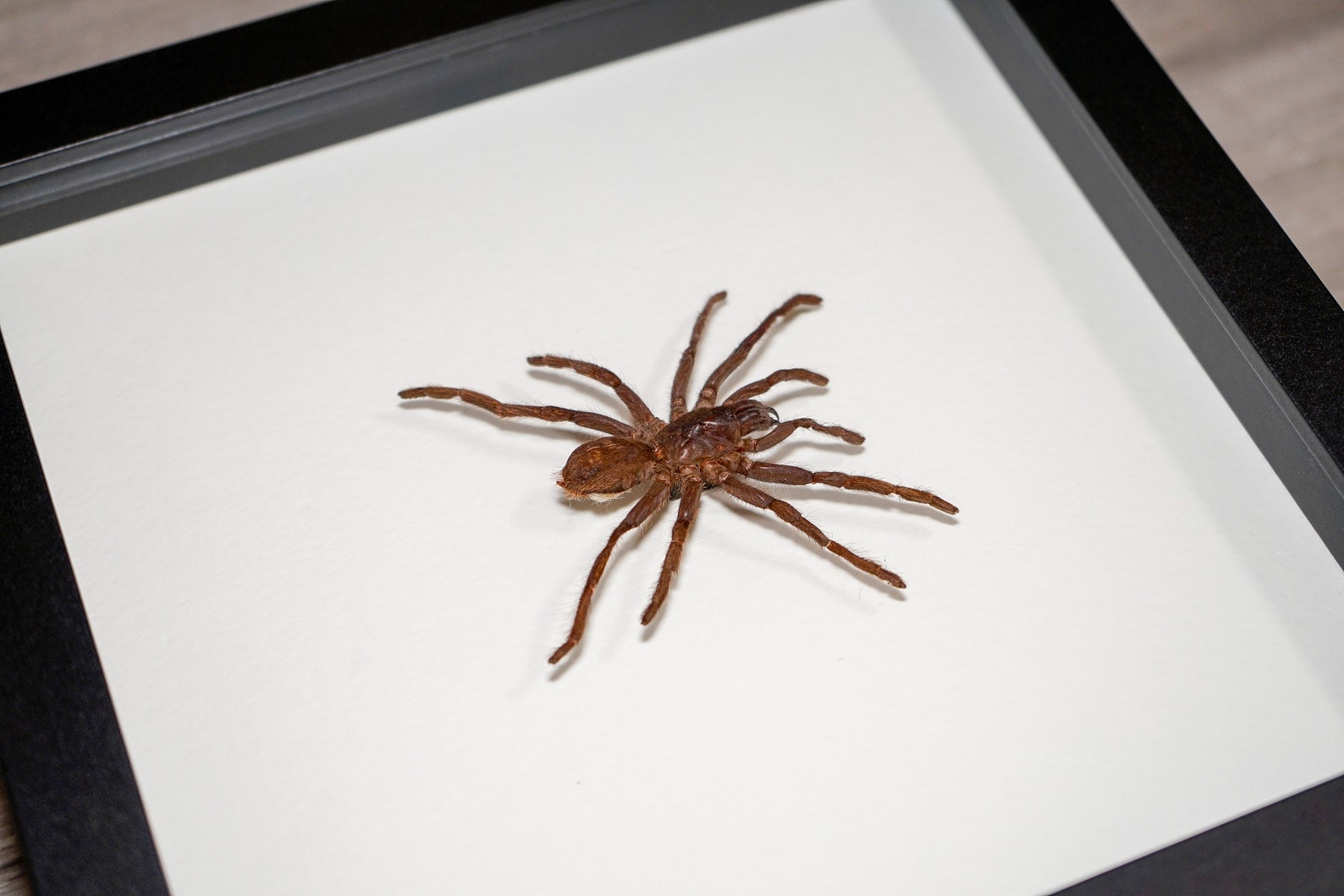Real Framed Tarantula in Black Shadowbox Gothic Wall Art - Etsy