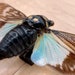 Real Splendid Cicada Tosena Splendida for Photography Insect Taxidermy ...