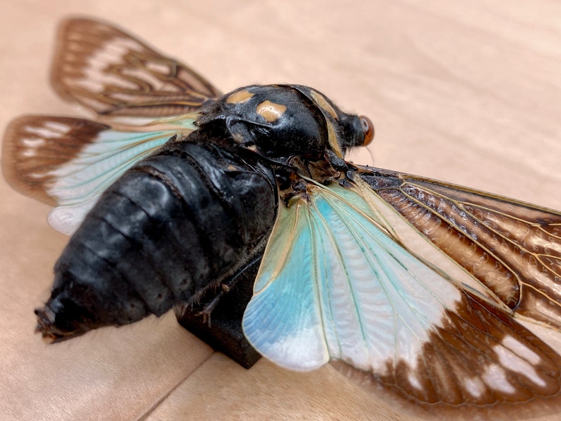 Real Splendid Cicada Tosena Splendida for Photography Insect Taxidermy ...