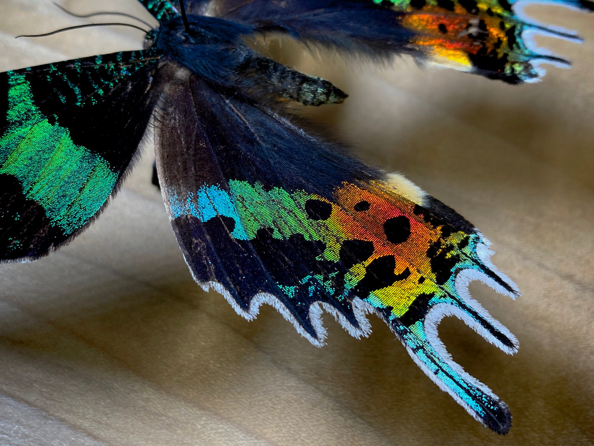 Madagascar Sunset Moth Urania Rhipheus for Specimen Pinning - Etsy