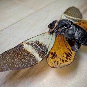 Large Halloween Black Orange Cicada Angamiana Floridula for Insect ...