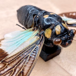 Real Splendid Cicada Tosena Splendida for Photography Insect Taxidermy ...