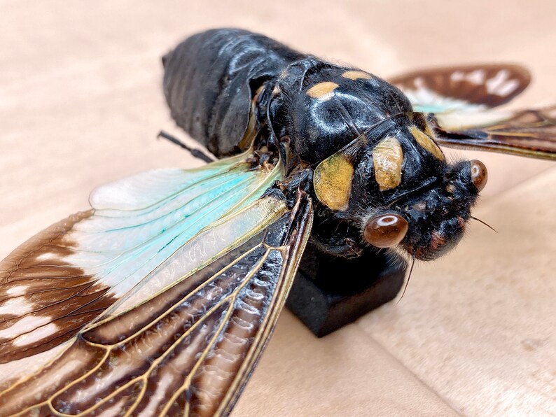 Real Splendid Cicada Tosena Splendida for Photography Insect Taxidermy ...