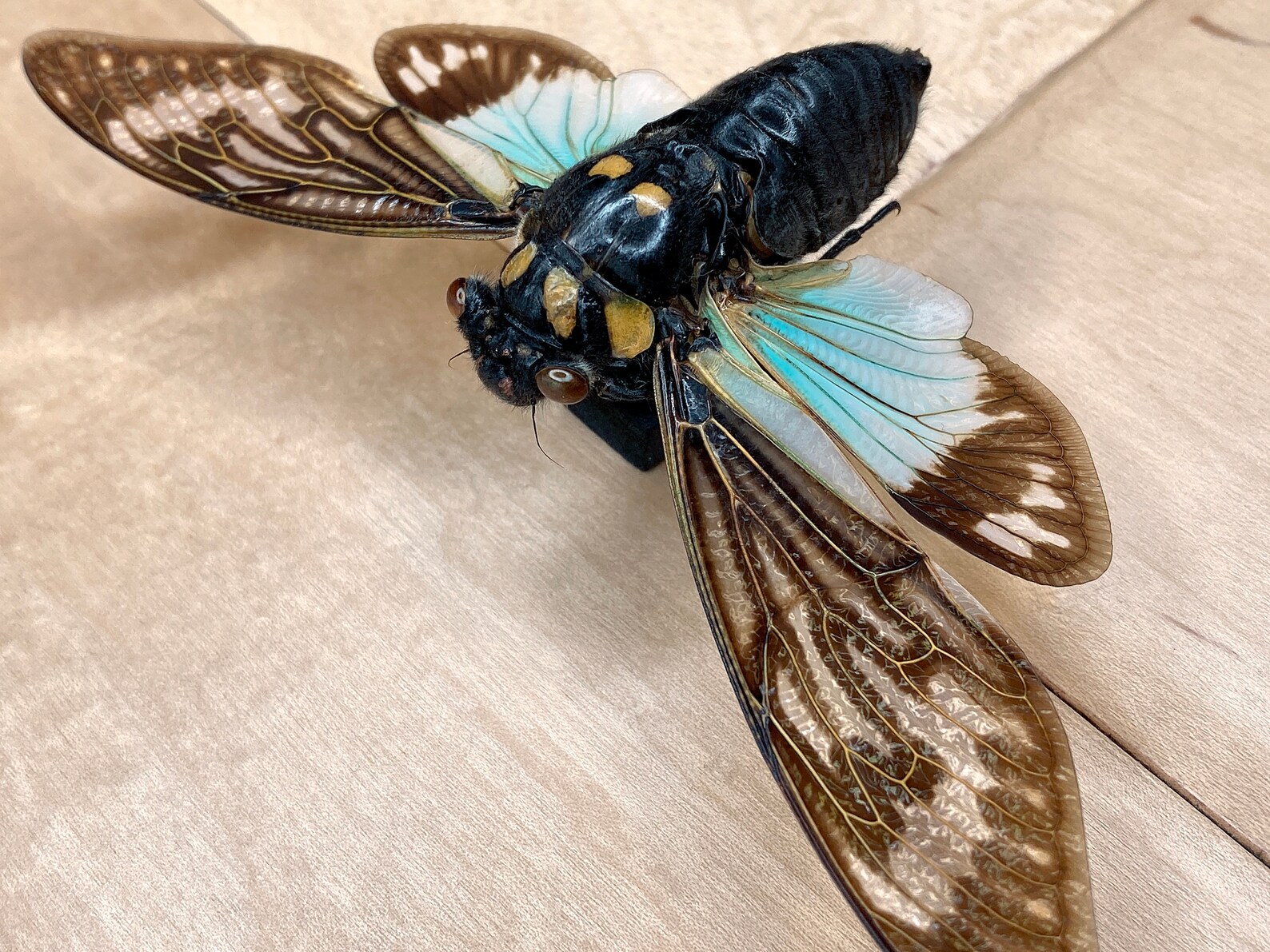 Real Splendid Cicada Tosena Splendida for Photography Insect Taxidermy ...