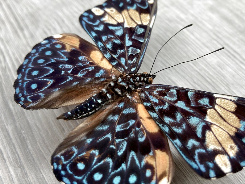 Real Framed Red Cracker Butterfly Hamadryas Amphinome Red Blue | Etsy