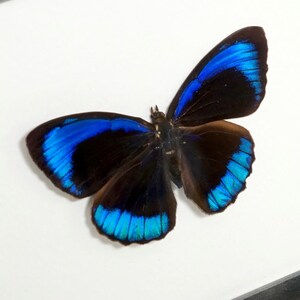 Real Blue Glory Butterfly Framed Asterope Optima Black Natural History ...