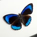 Real Blue Glory Butterfly Framed Asterope Optima Black Natural - Etsy
