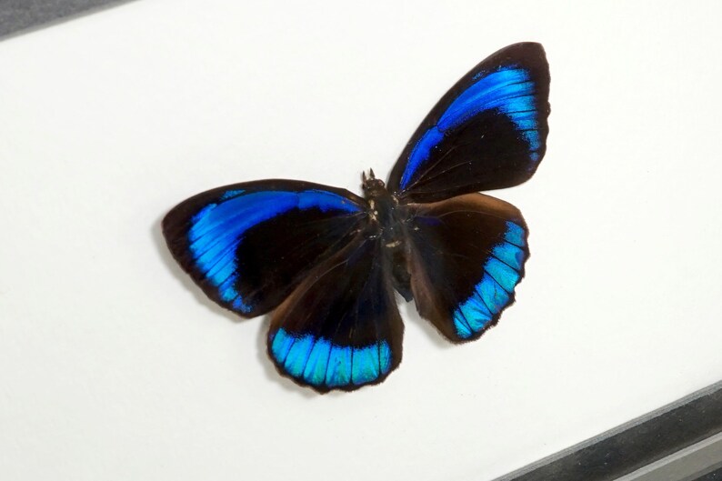 Real Blue Glory Butterfly Framed Asterope Optima Black Natural - Etsy